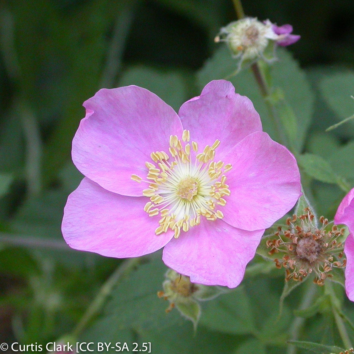 Rosa californica (California Wild Rose) | California Native Seeds from ...