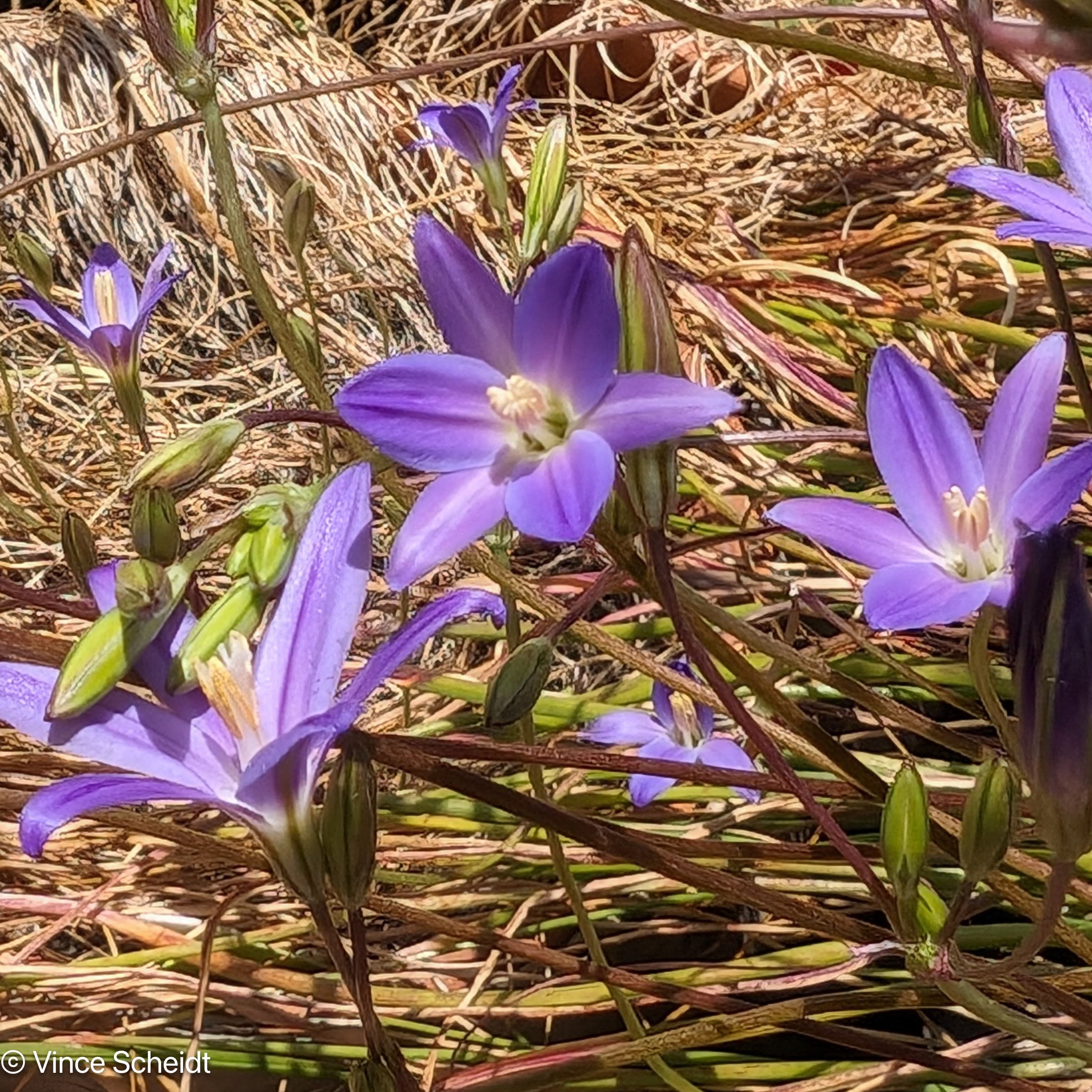 Brodiaea santarosae (Santa Rosa Basalt Brodiaea) | California Native ...