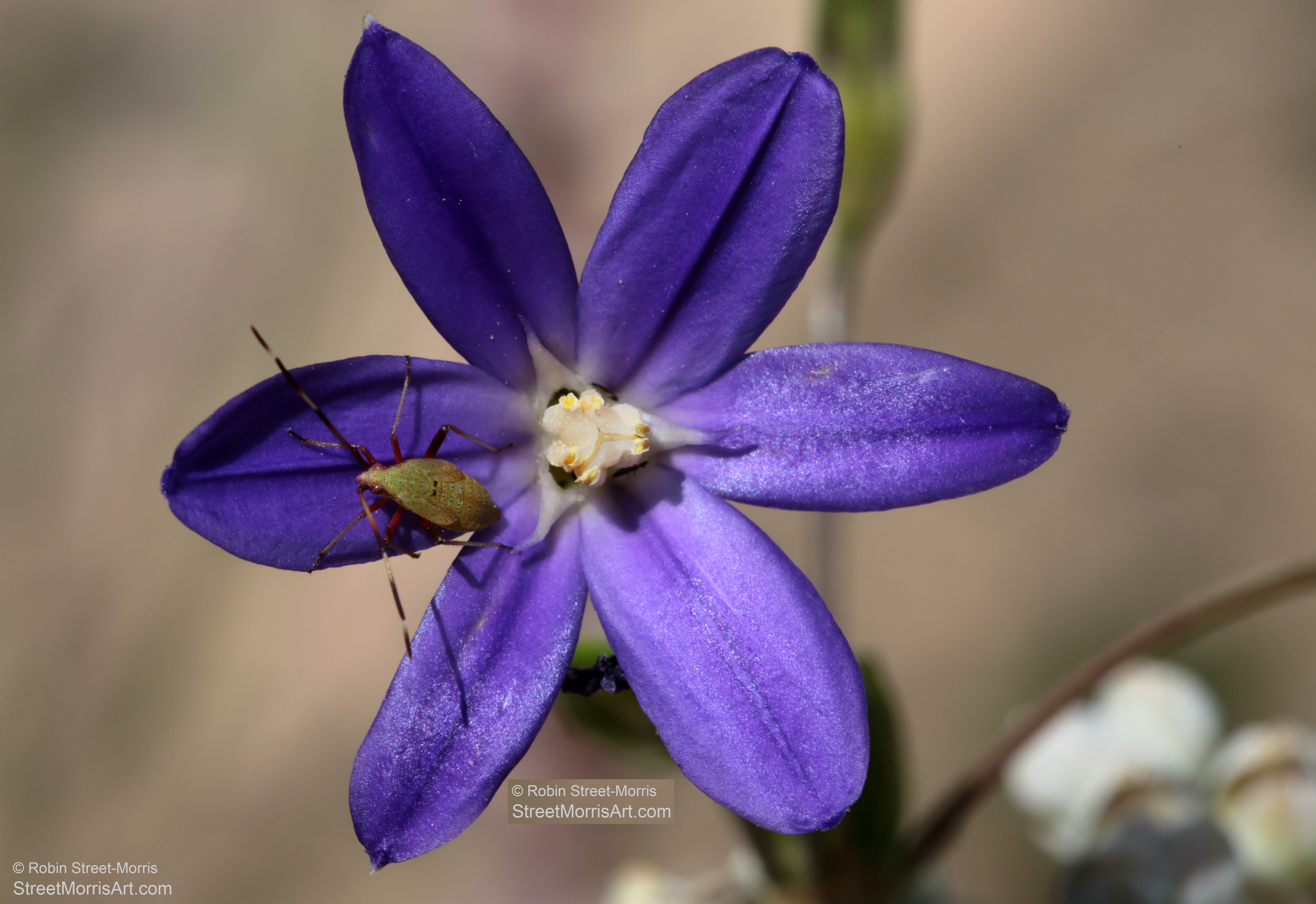 Brodiaea filifolia (Thread-Leaved Brodiaea) | California Native Seeds ...