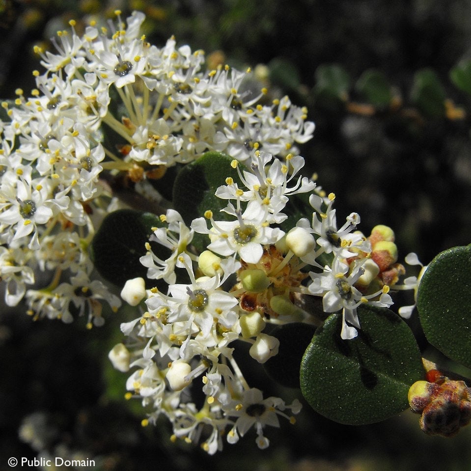 Ceanothus verrucosus (White Coast Ceanothus) | California Native Seeds ...
