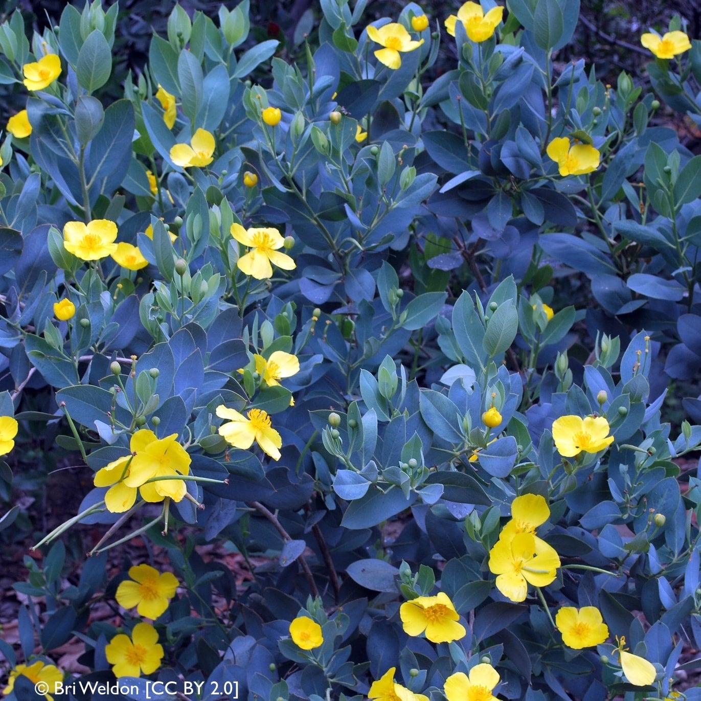 Dendromecon harfordii (Channel Islands Tree Poppy) | California Native ...