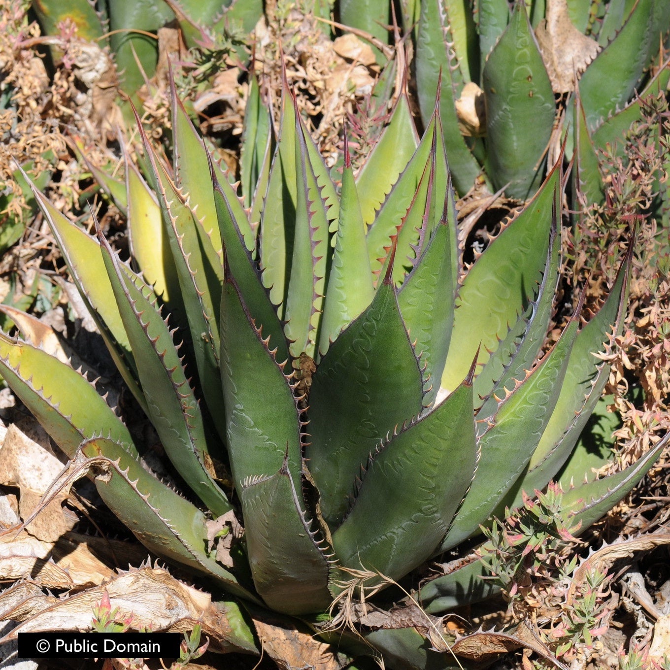 Agave shawii (Shaw's Agave) | California Native Seeds from CNPS-SD