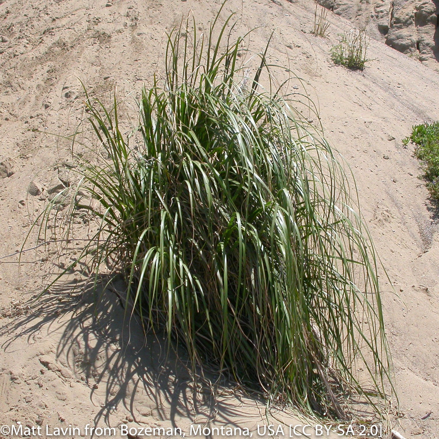 Elymus condensatus (Giant Wild Rye) | California Native Seeds from CNPS-SD