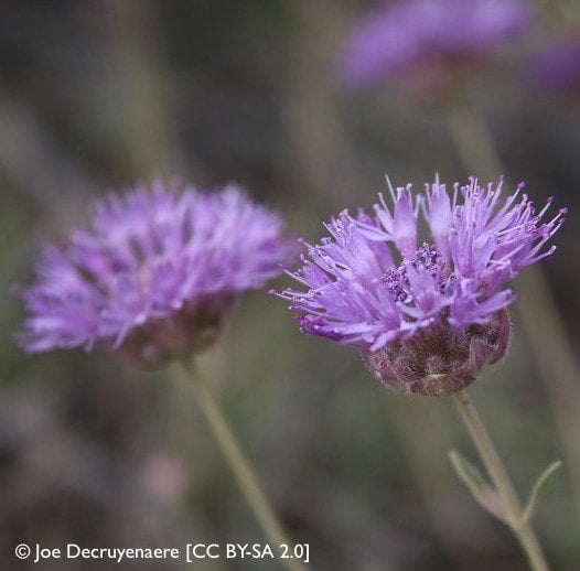 Monardella odoratissima (Mountain Coyote Mint) | California Native ...