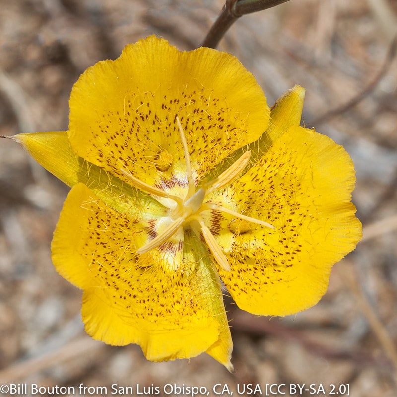 Calochortus weedii (Weed's Mariposa Lily) | California Native Seeds ...