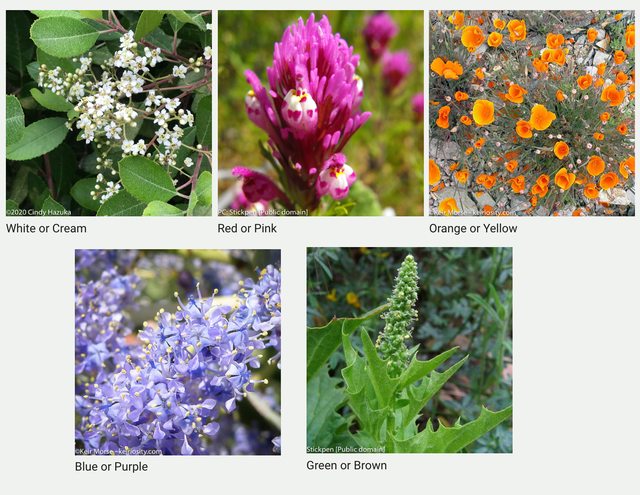 Flower Color | California Native Seeds from CNPS-SD