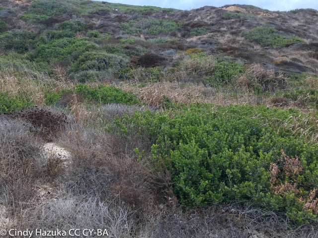 Coastal Sage Scrub | California Native Seeds from CNPS-SD