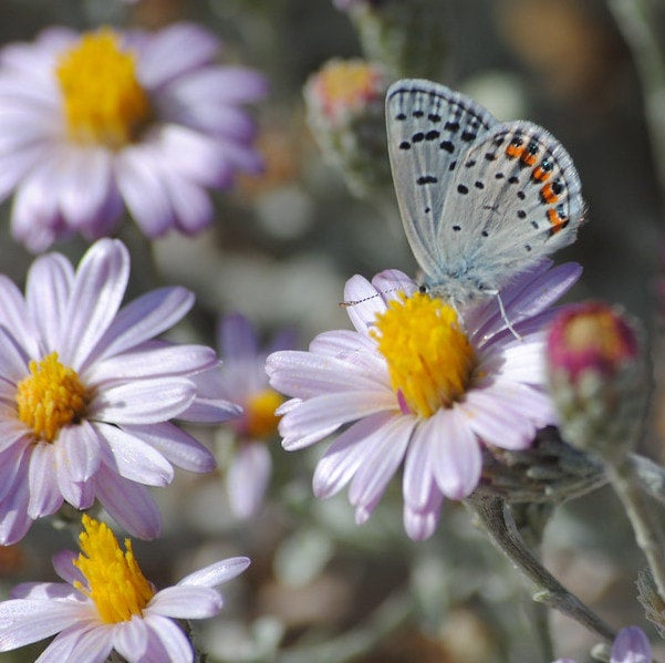 Corethrogyne filaginifolia (California Aster) | California Native Seeds ...