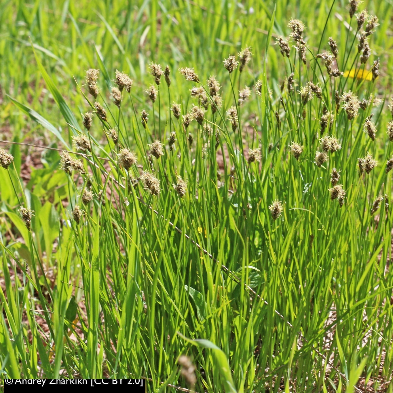 Carex praegracilis (Clustered Field Sedge) | California Native Seeds ...