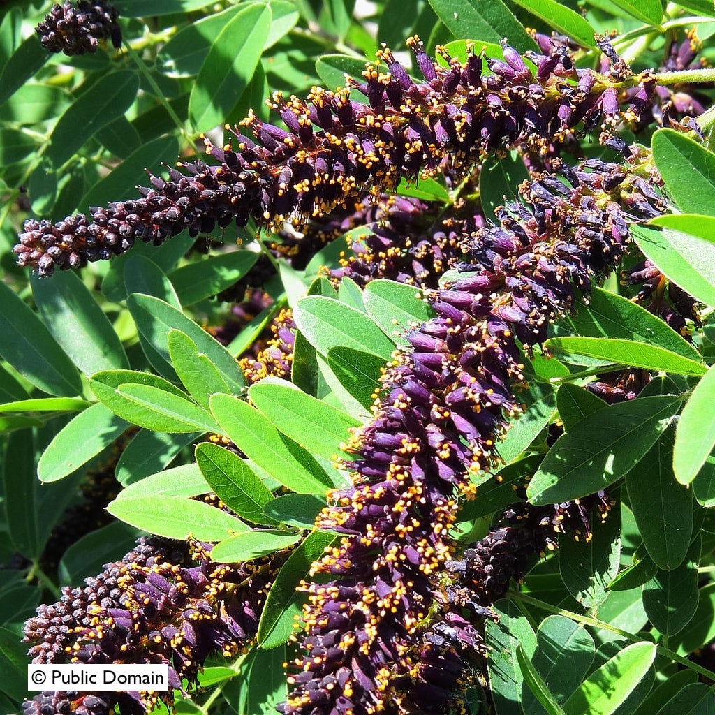 Amorpha fruticosa (False Indigo) | California Native Seeds from CNPS-SD