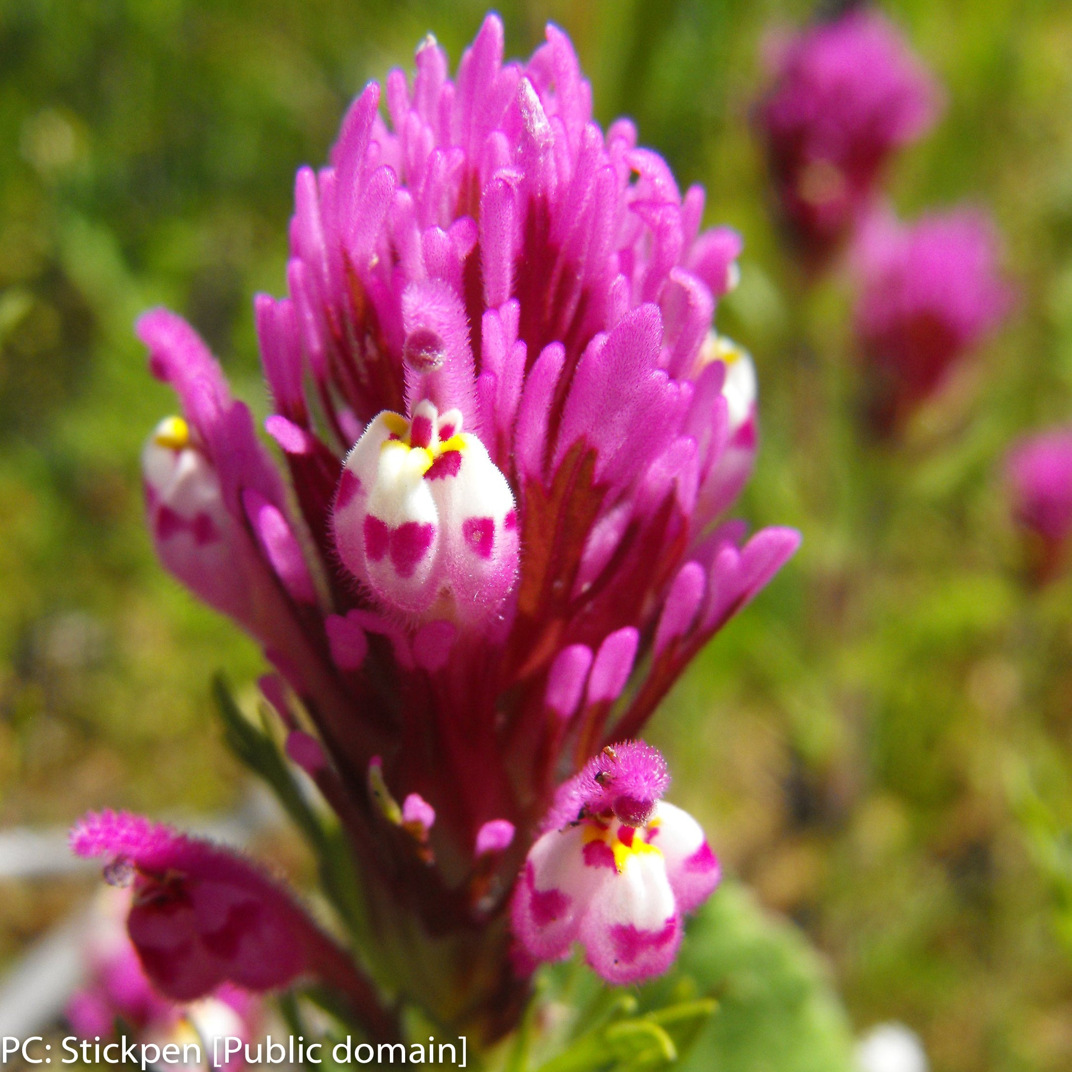 Castilleja exserta (Purple Owl's Clover) | California Native Seeds from ...