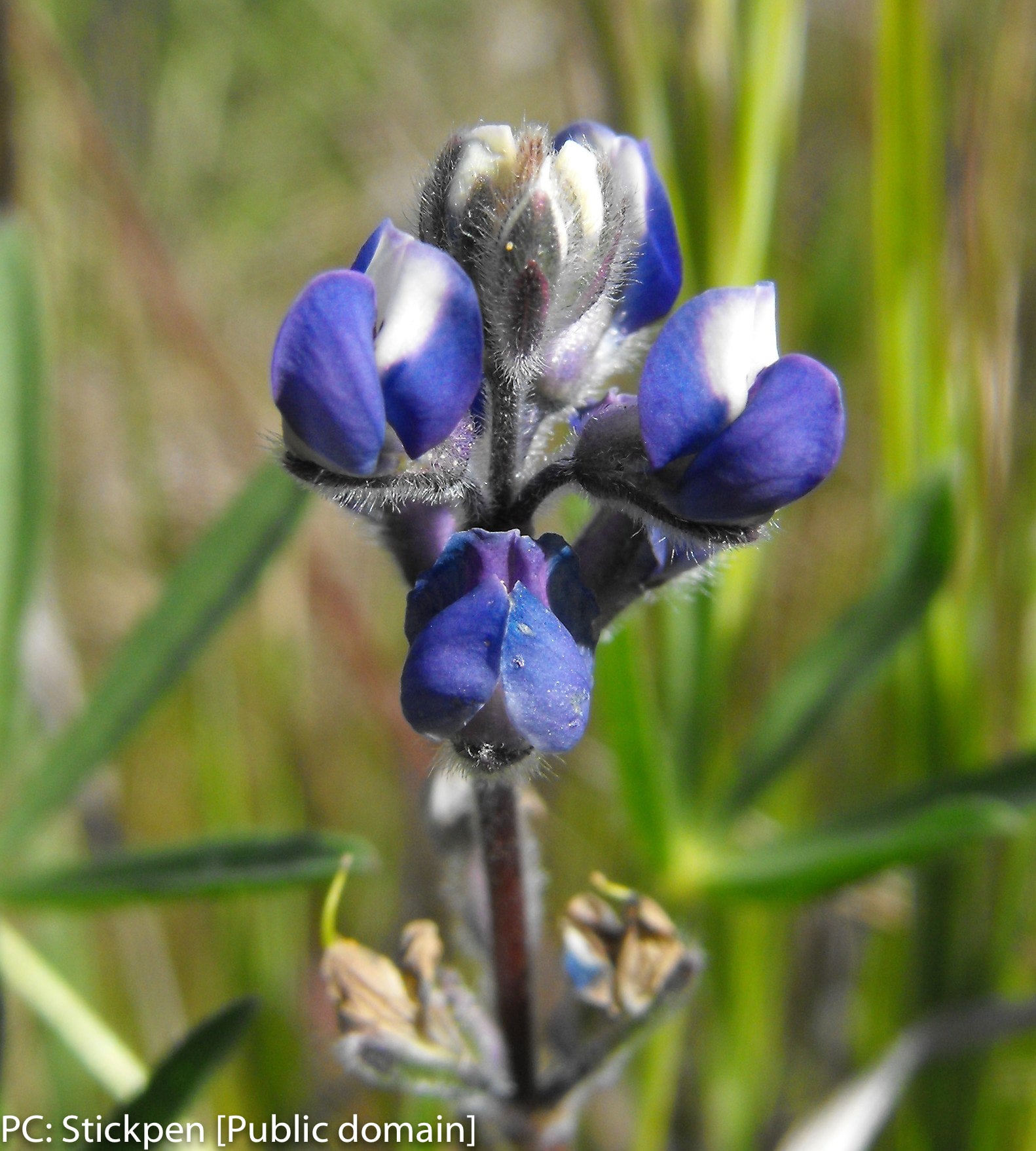 Lupinus bicolor (Miniature Lupine) | California Native Seeds from CNPS-SD