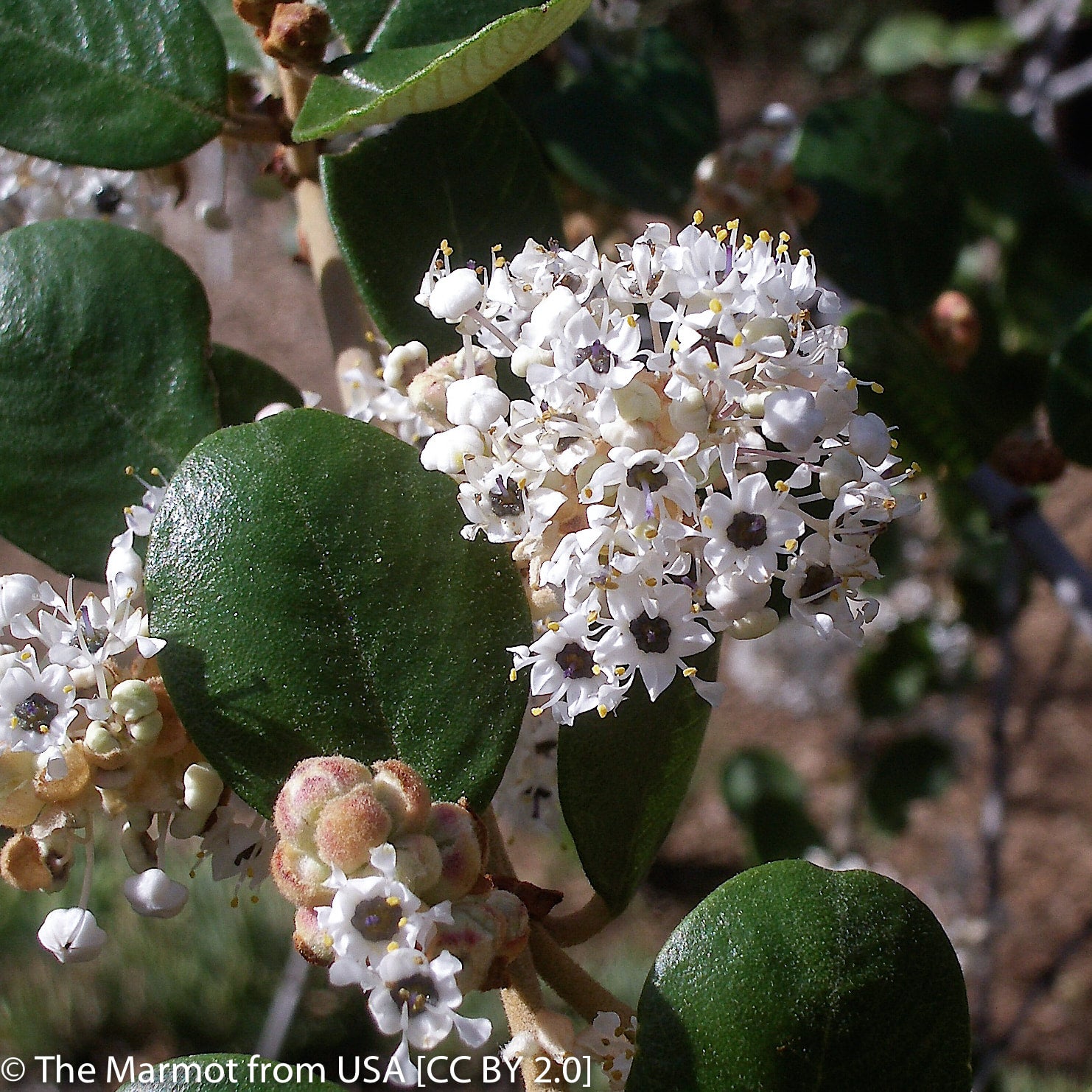 Ceanothus crassifolius (Hoary Leaved Ceanothus) | California Native ...
