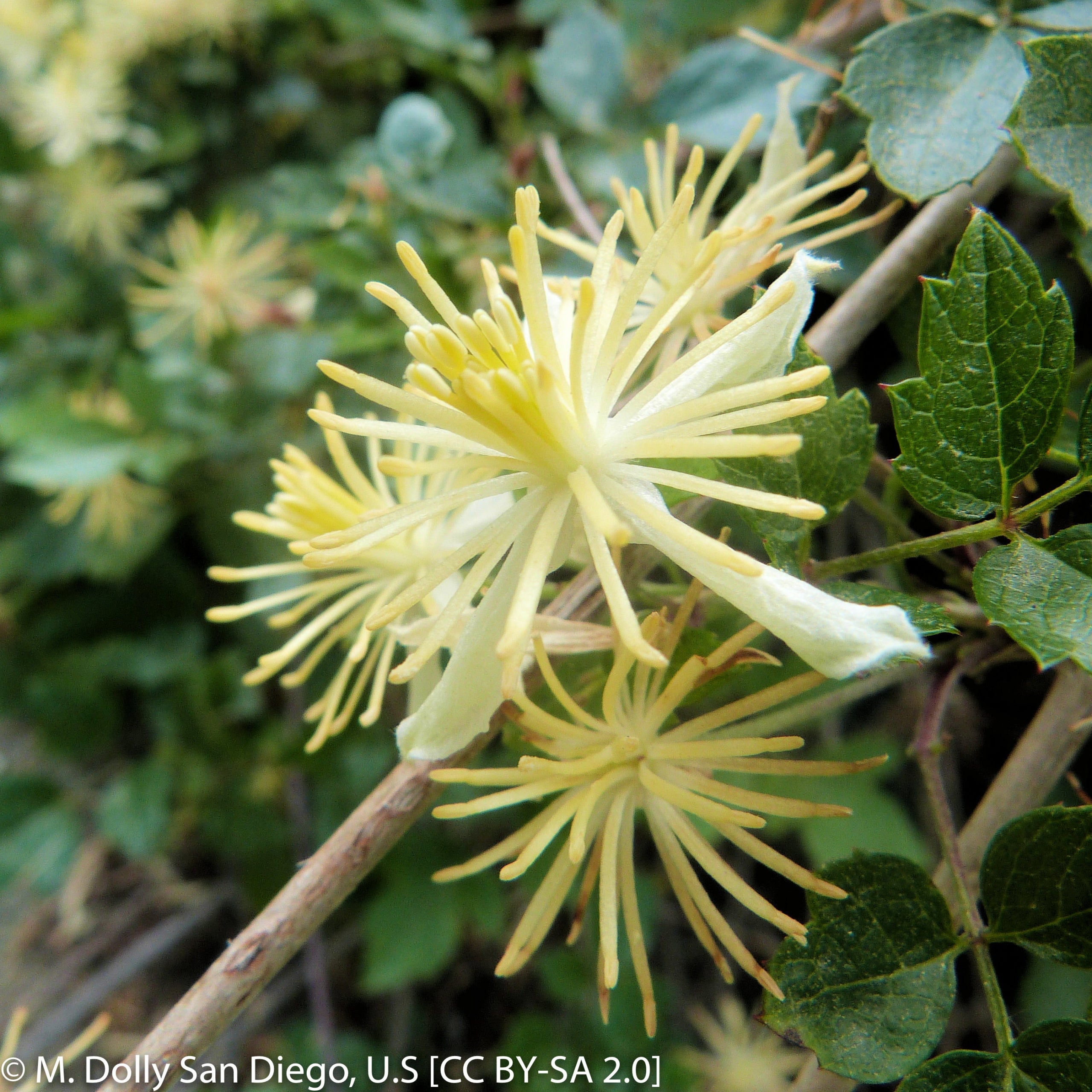 Clematis Pauciflora Ropevine Clematis California Native Seeds From clematis-pauciflora-ropevine-clematis-california-native-seeds-from
