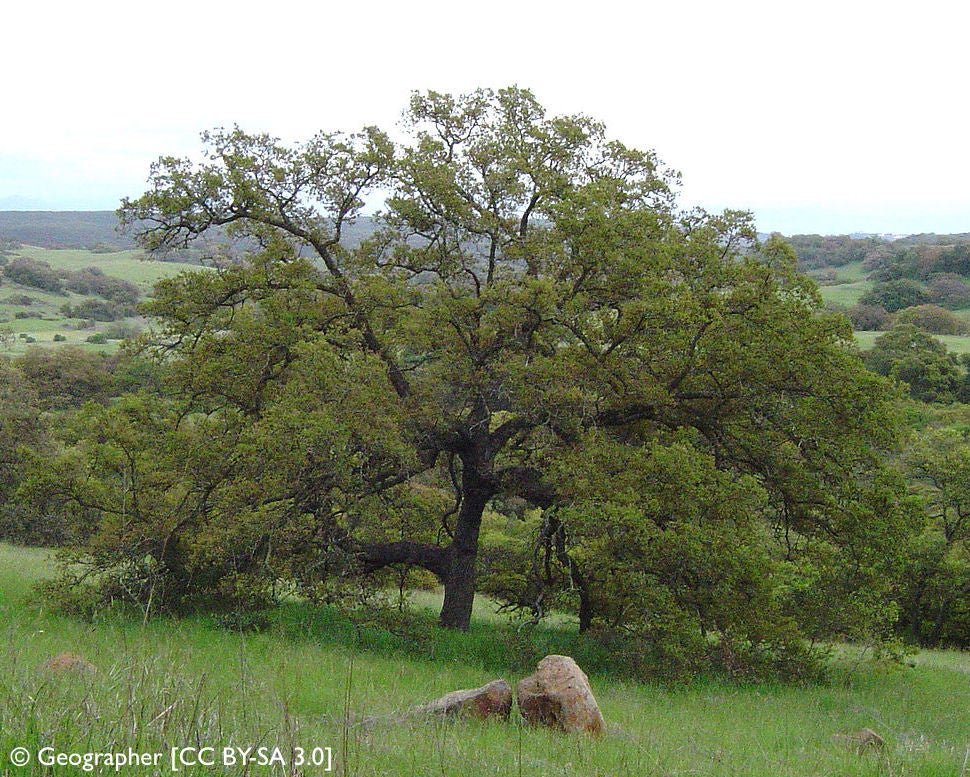 Quercus engelmannii (Engelmann Oak) | California Native Seeds from CNPS-SD