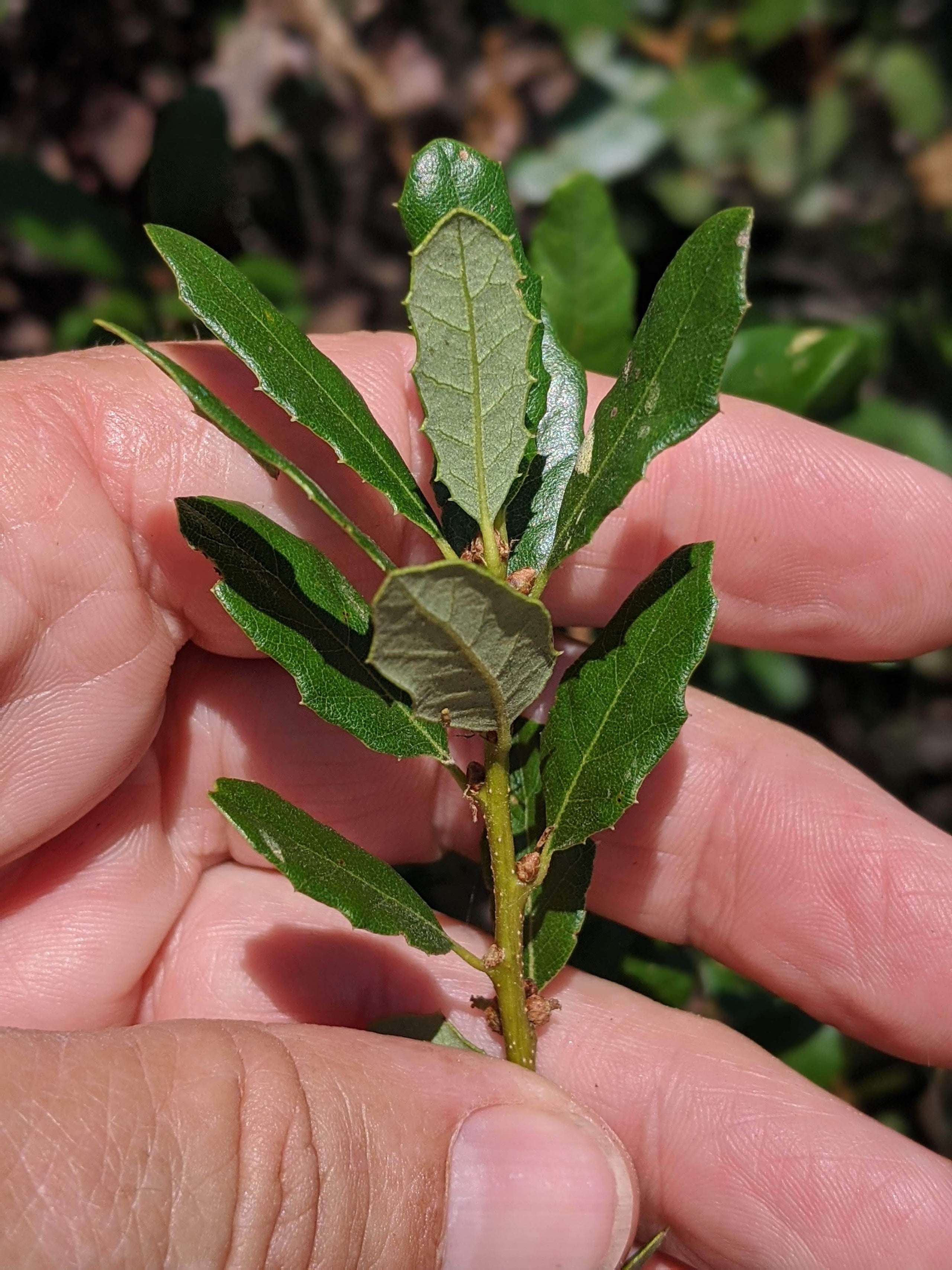 Quercus Acutidens Torrey s Hybrid Oak California Native Seeds From quercus-acutidens-torrey-s-hybrid-oak-california-native-seeds-from