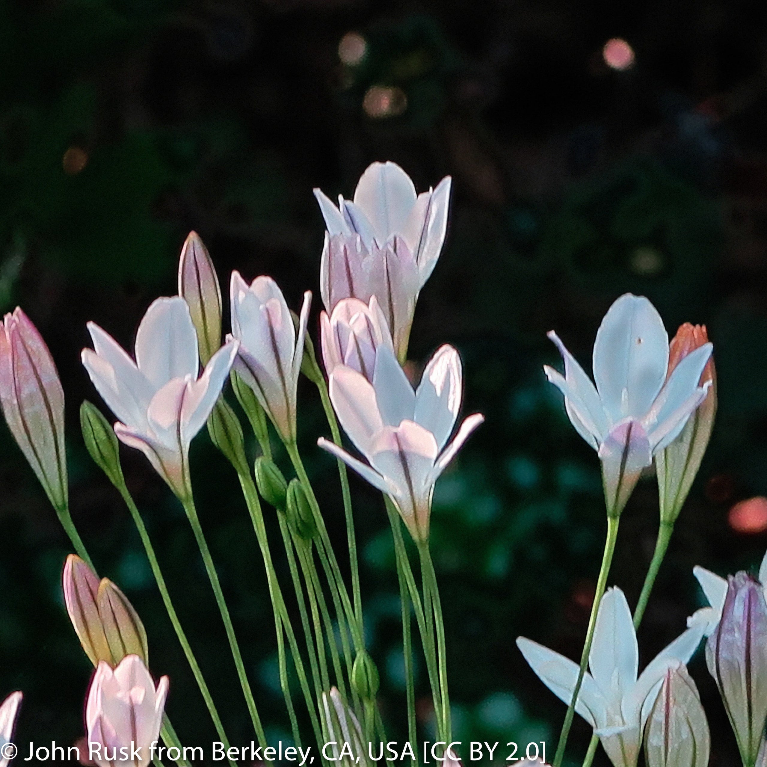 Triteleia peduncularis (Long Rayed Brodiaea) | California Native Seeds ...