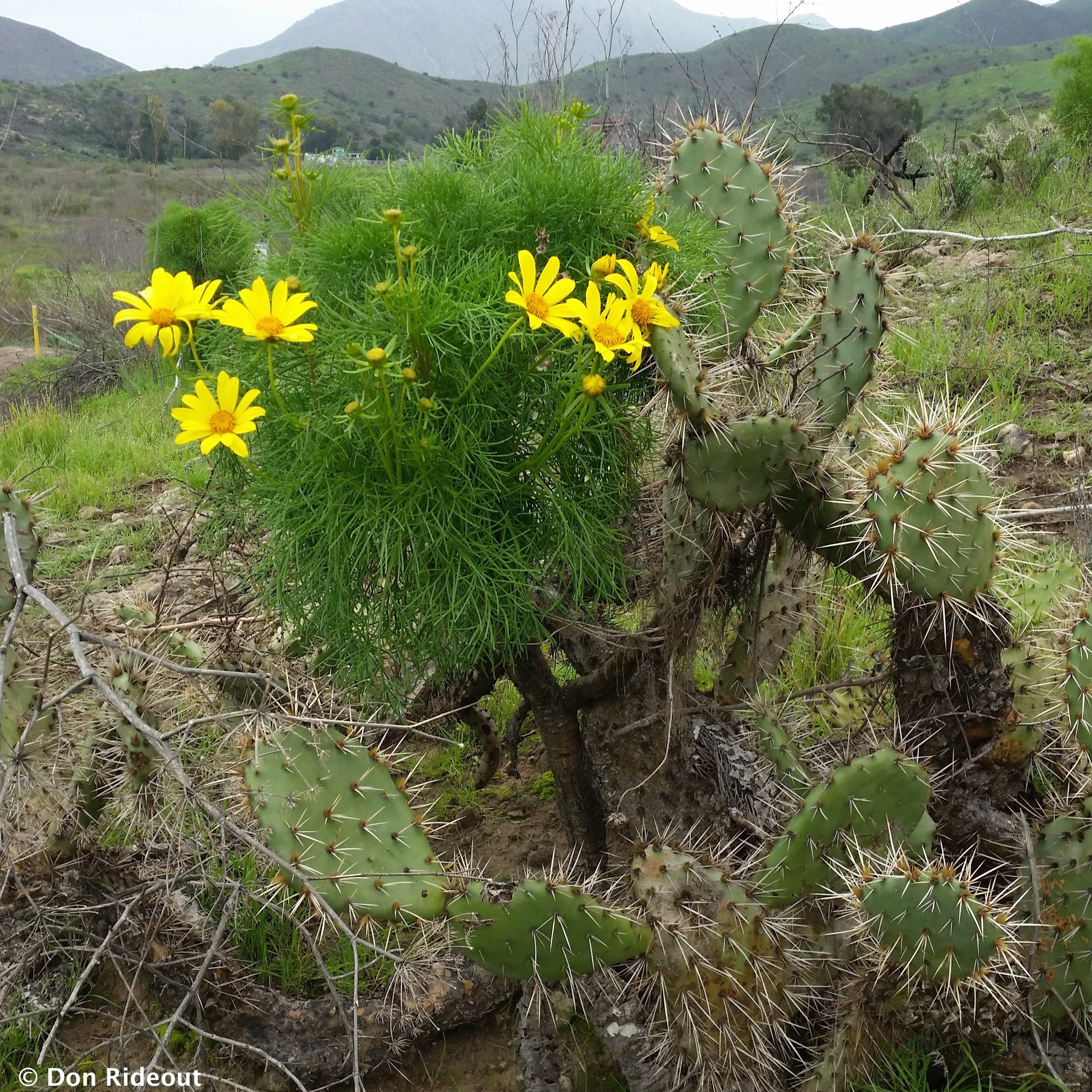 Leptosyne gigantea (Giant Coreopsis) | California Native Seeds from CNPS-SD