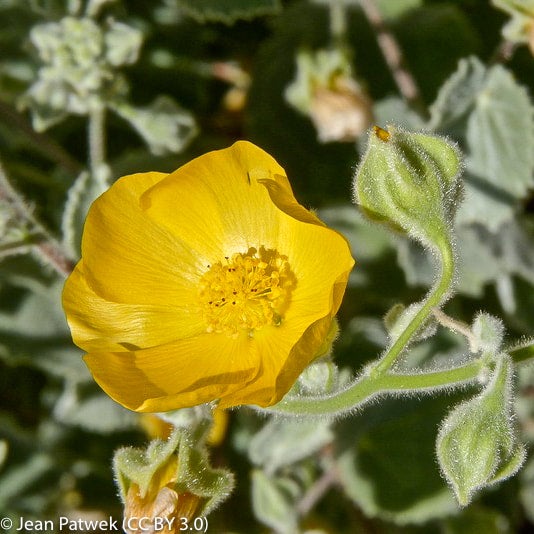 Abutilon palmeri (Indian Mallow) | California Native Seeds from CNPS-SD