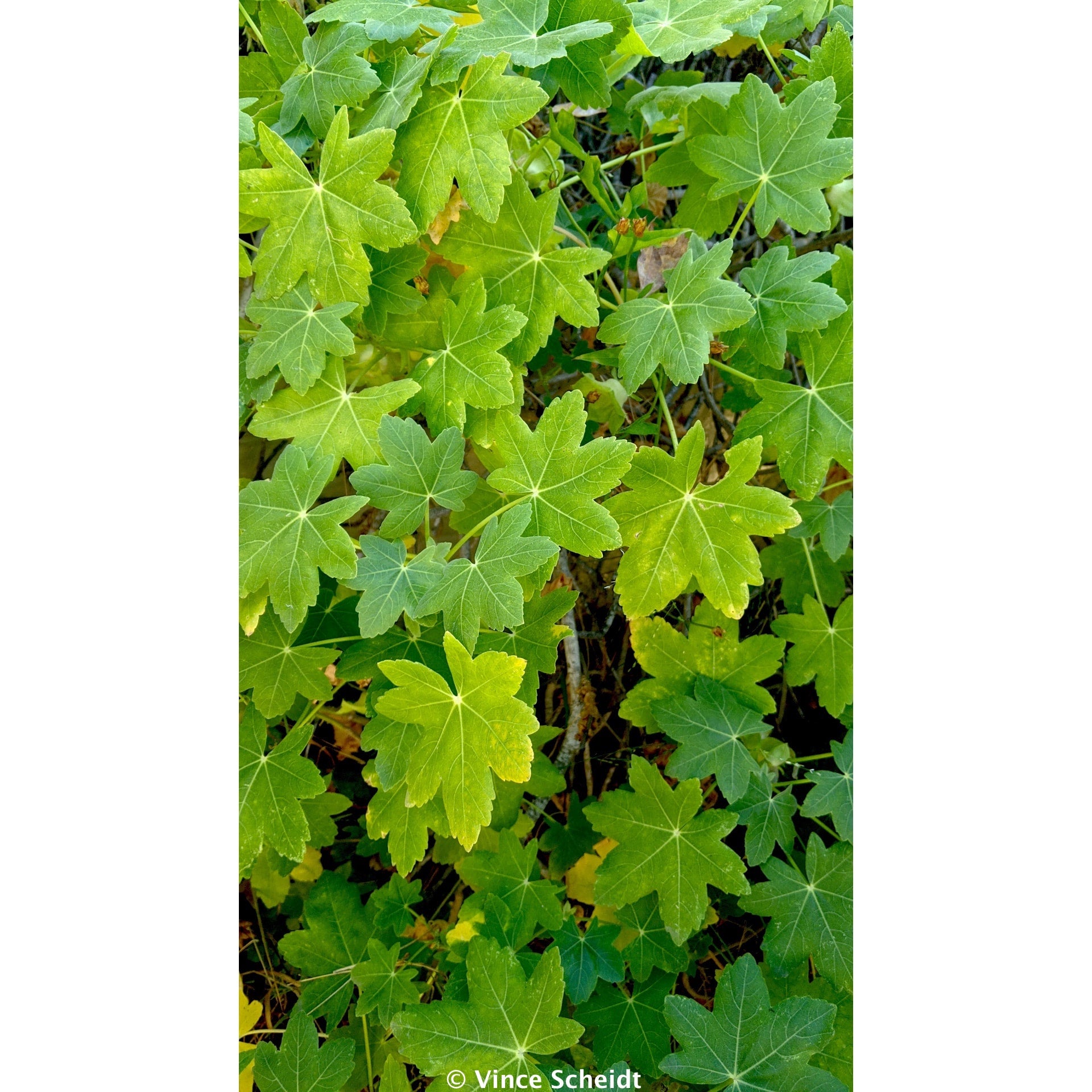 Malva occidentalis (Coronado Island Tree Mallow) | California Native ...