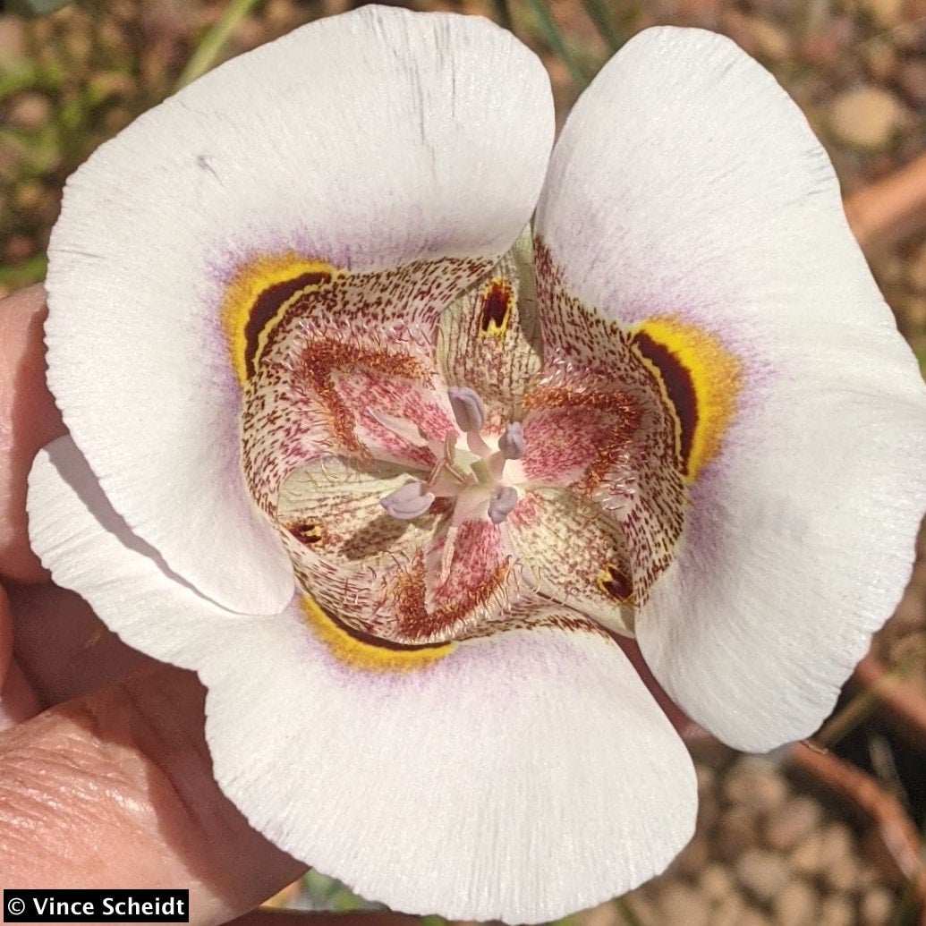 Calochortus superbus (Superb Mariposa Lily) | California Native Seeds ...