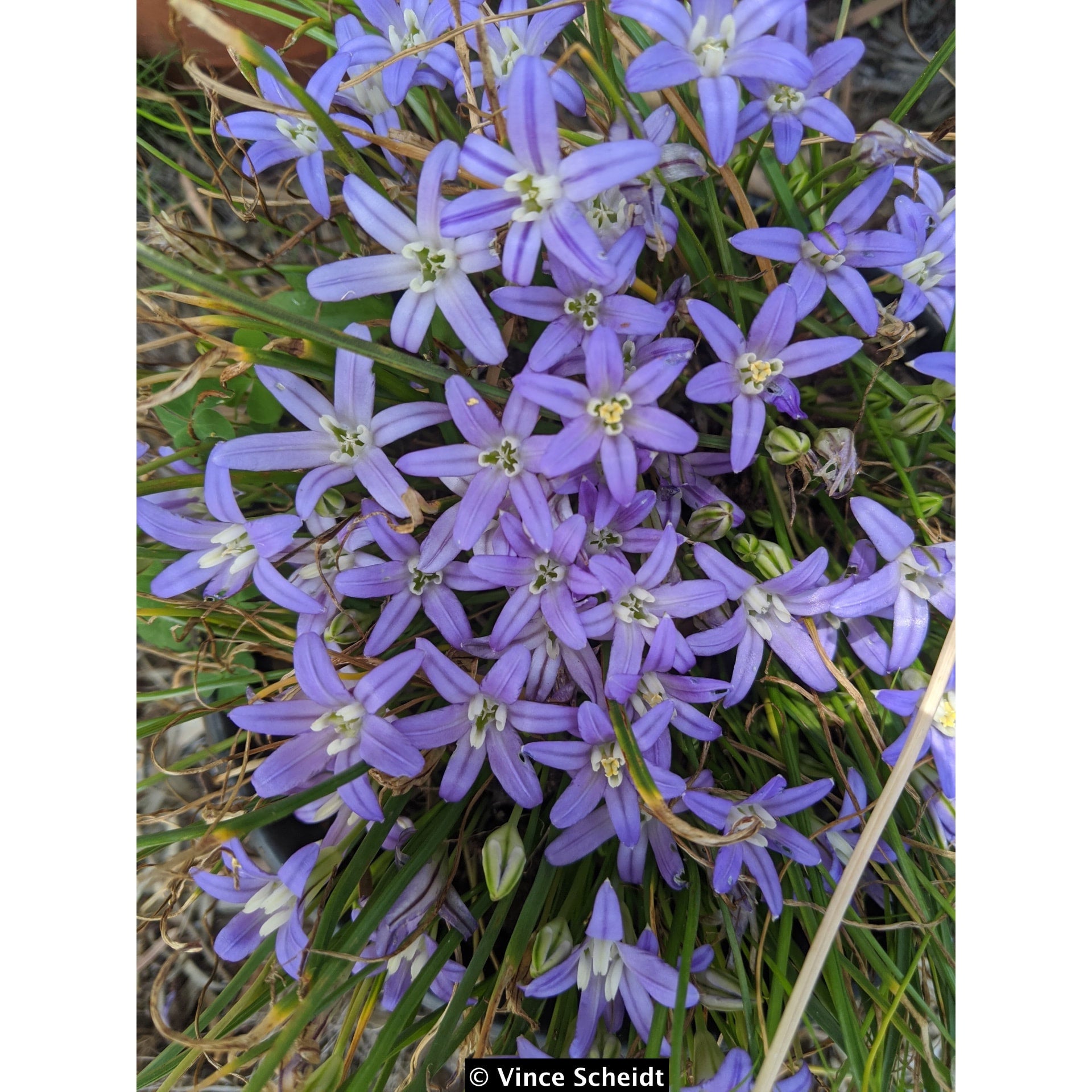 Brodiaea terrestris ssp. terrestris (Dwarf Brodiaea) | California ...