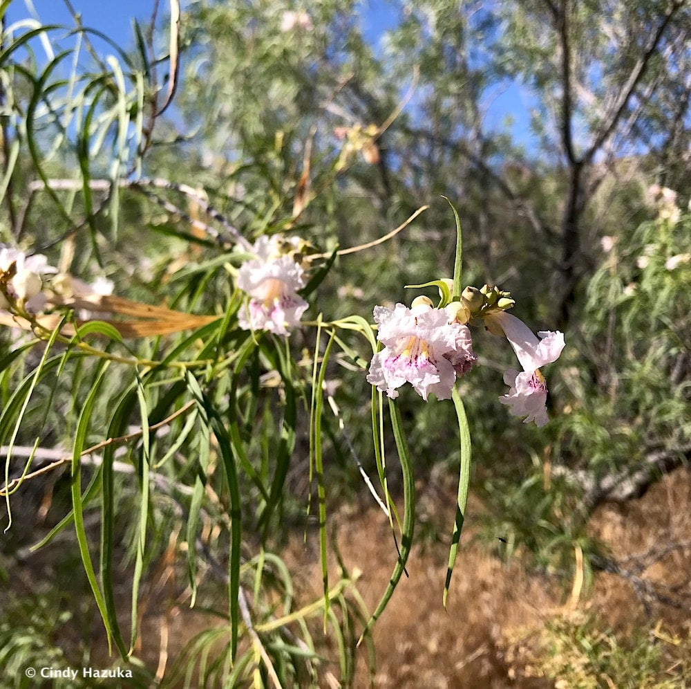 Chilopsis linearis (Desert Willow) | California Native Seeds from CNPS-SD