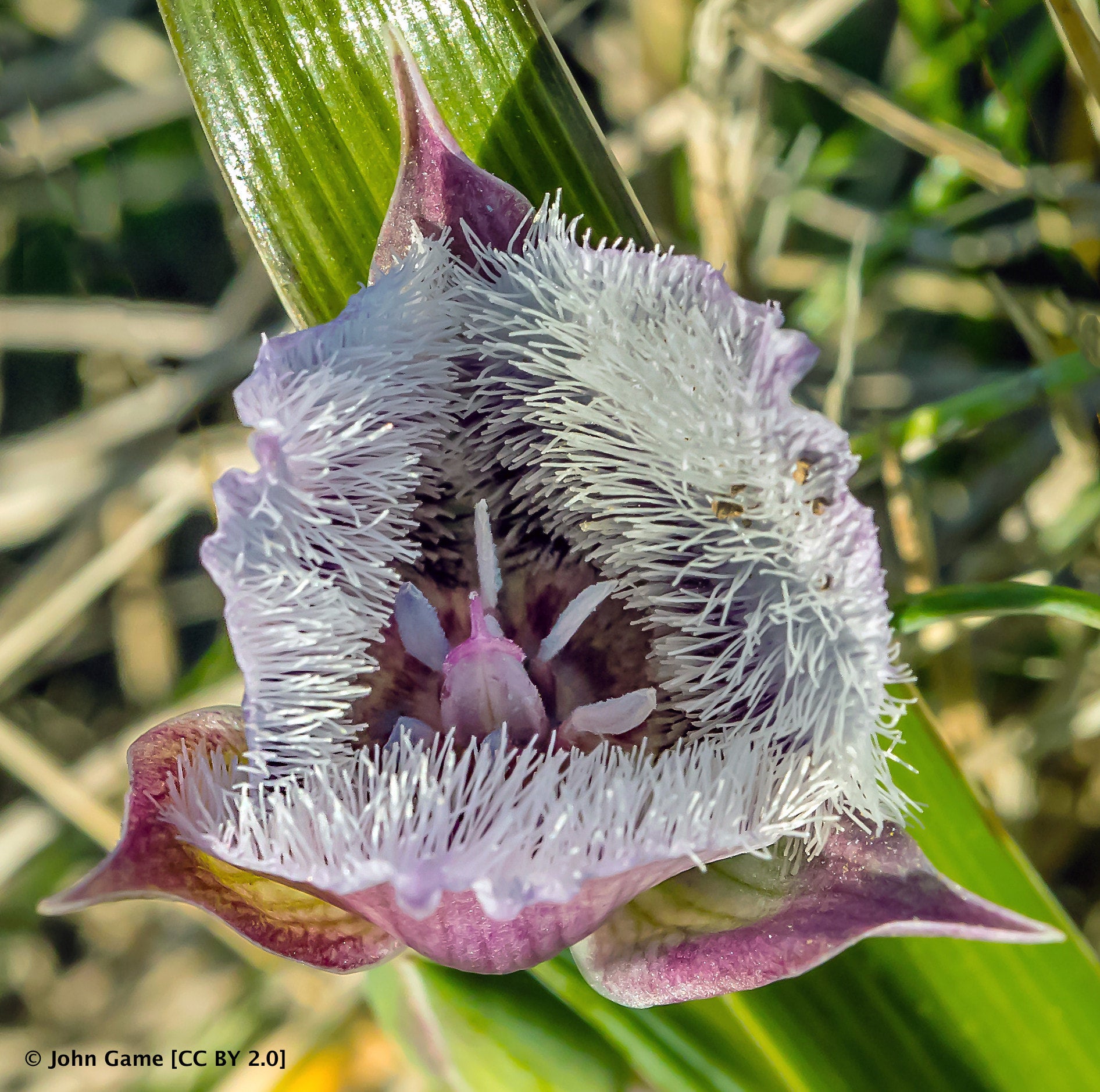 Calochortus tolmiei (Hairy star tulip) | California Native Seeds from ...