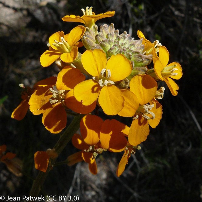 Erysimum capitatum (Sanddune Wallflower) | California Native Seeds from ...