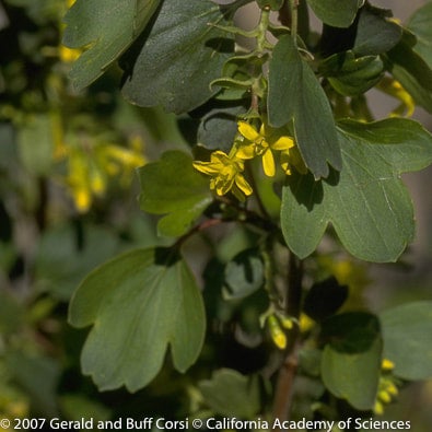 Ribes aureum var. aureum (Golden Currant) | California Native Seeds ...