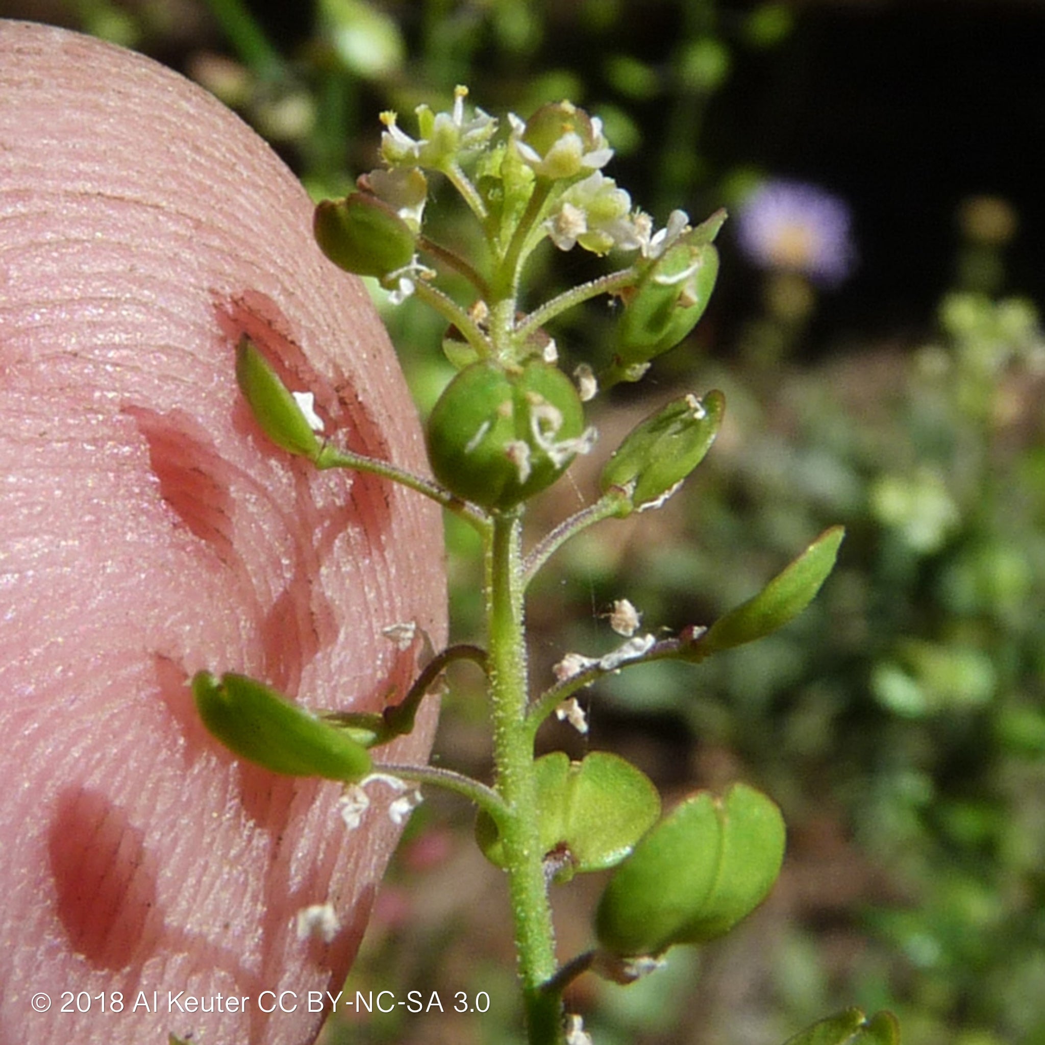 Lepidium virginicum ssp. menziesii (Medium Pepperweed) | California ...