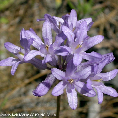 Dichelostemma multiflorum (Wild Hyacinth) | California Native Seeds ...