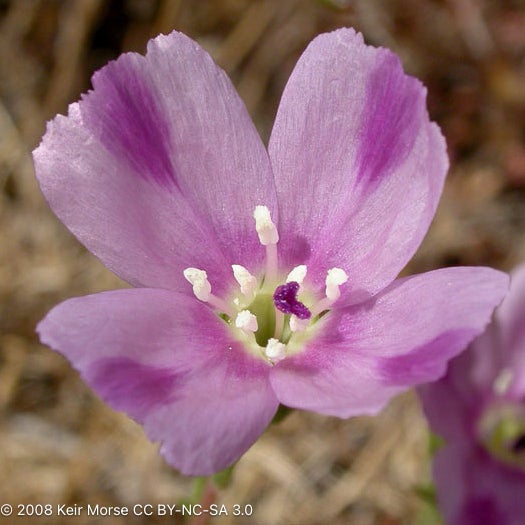 Clarkia purpurea ssp. quadrivulnera (Purple Clarkia) | California ...