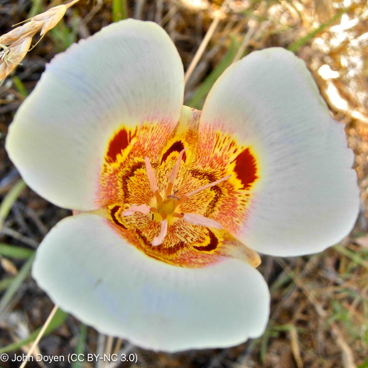 Calochortus vestae (Coast Range Mariposa Lily) | California Native ...