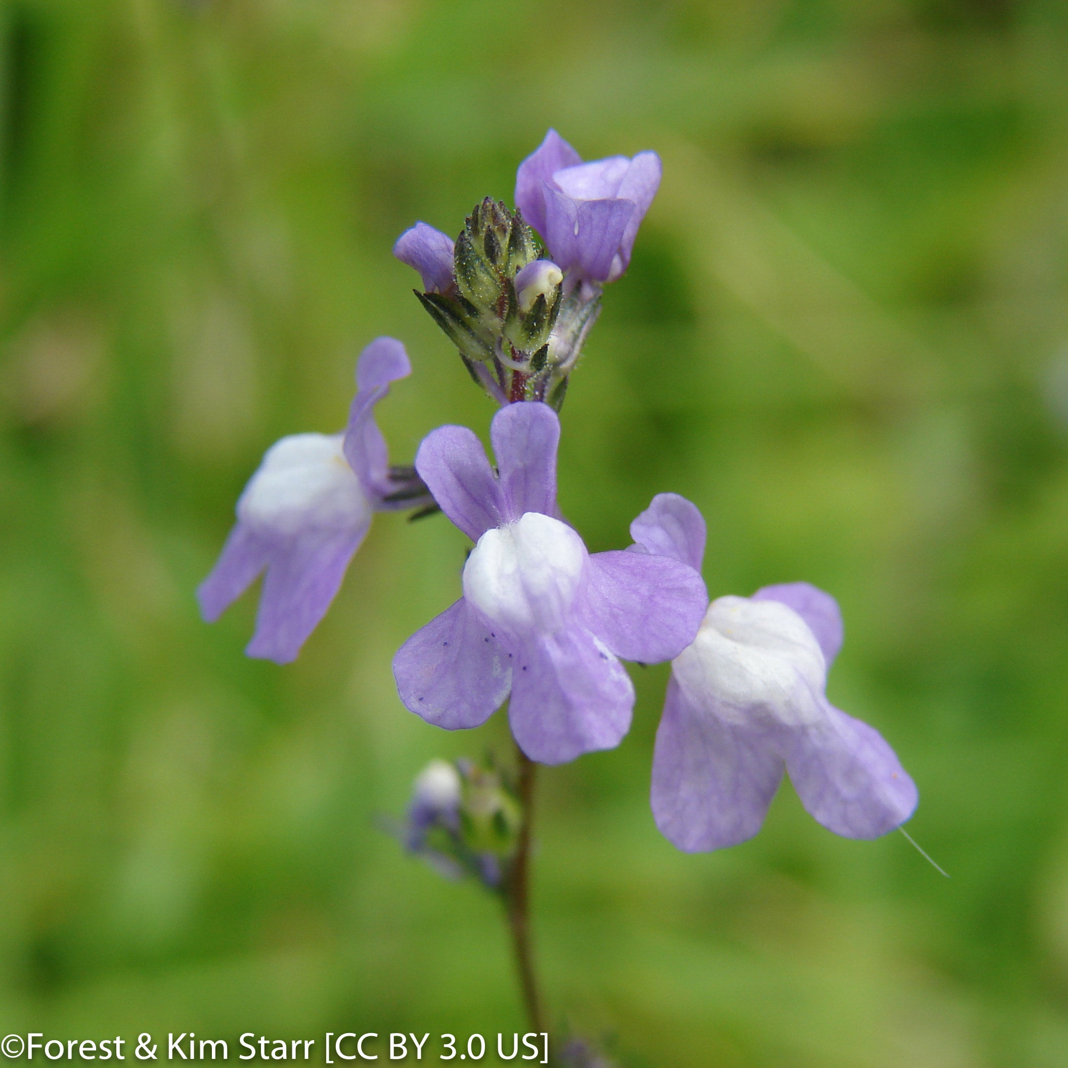 Nuttallanthus texanus (Blue Toadflax) | California Native Seeds from ...