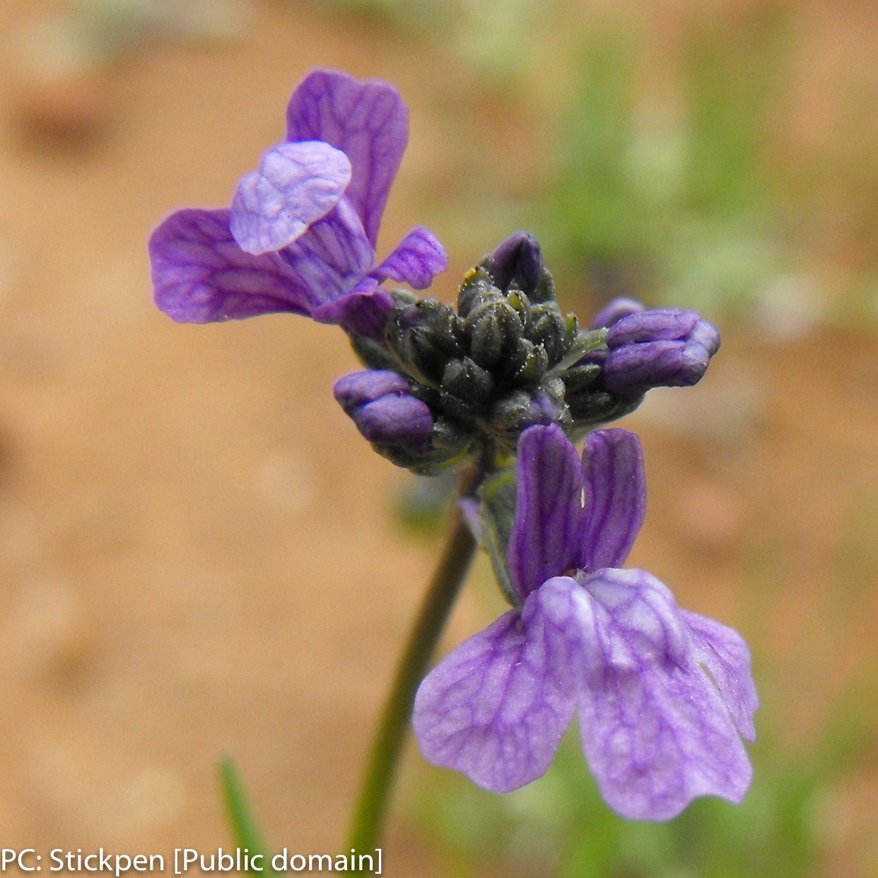 Nuttallanthus texanus (Blue Toadflax) | California Native Seeds from ...