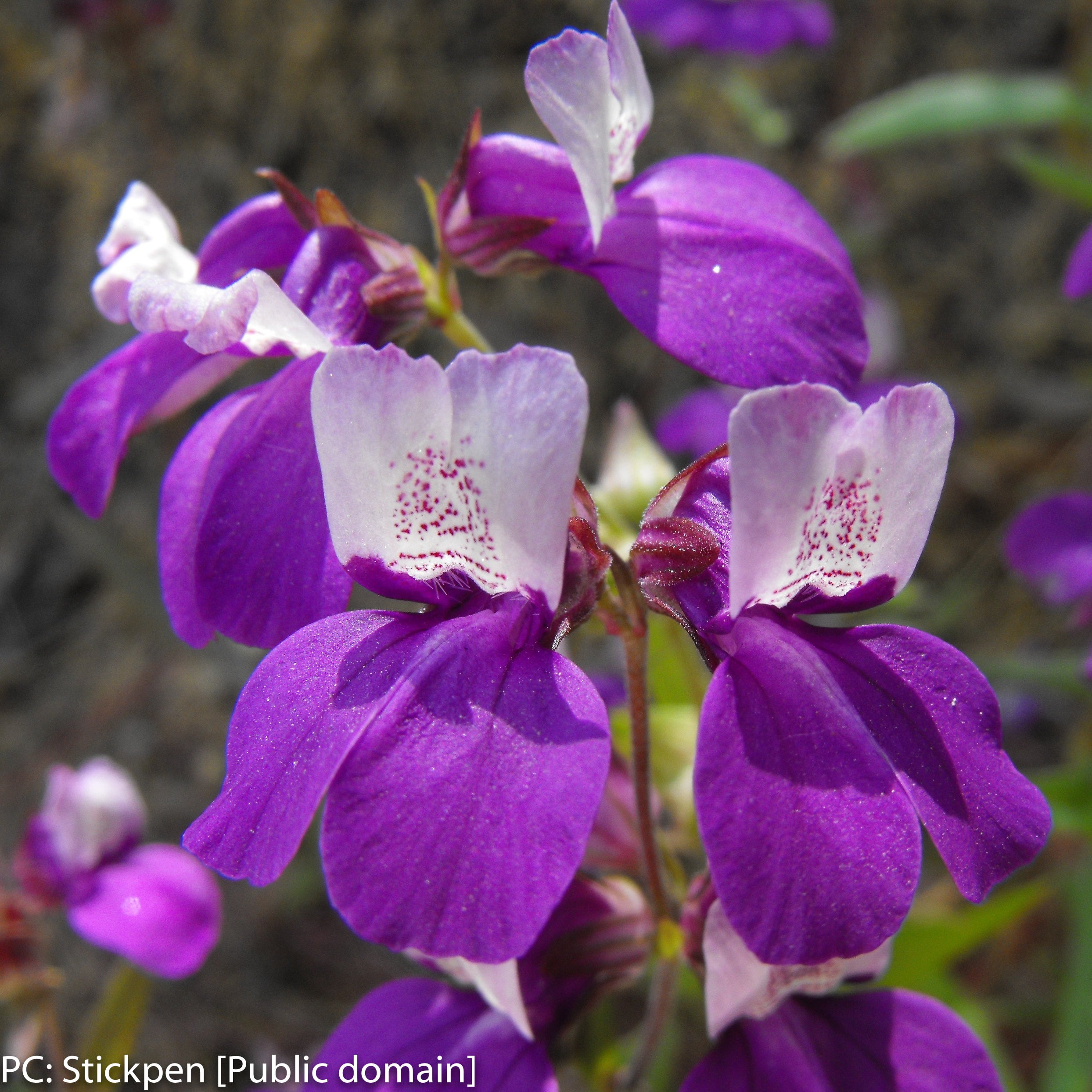 Collinsia Heterophylla Chinese Houses California Native Seeds From