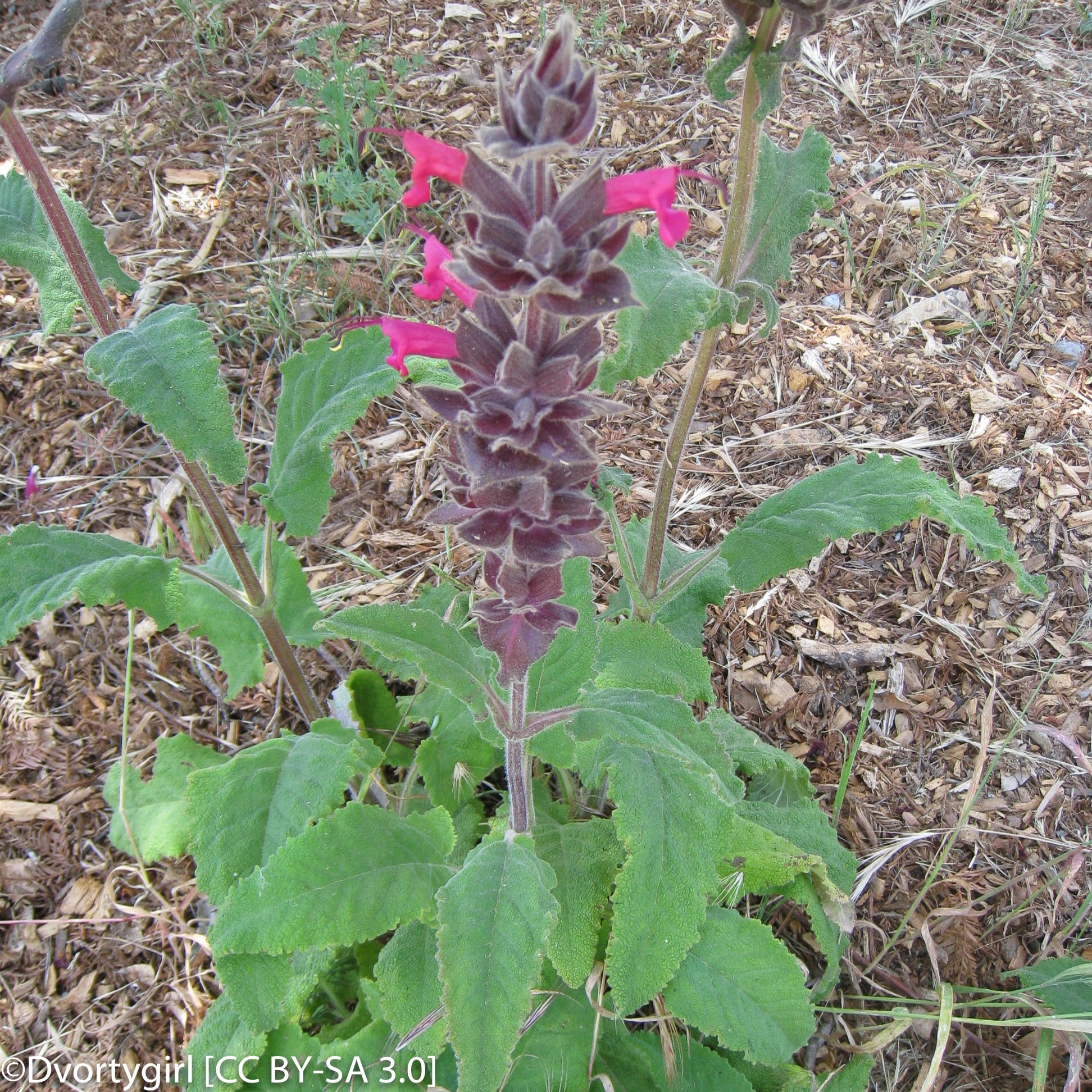 Salvia spathacea (Hummingbird Sage) | California Native Seeds from CNPS-SD
