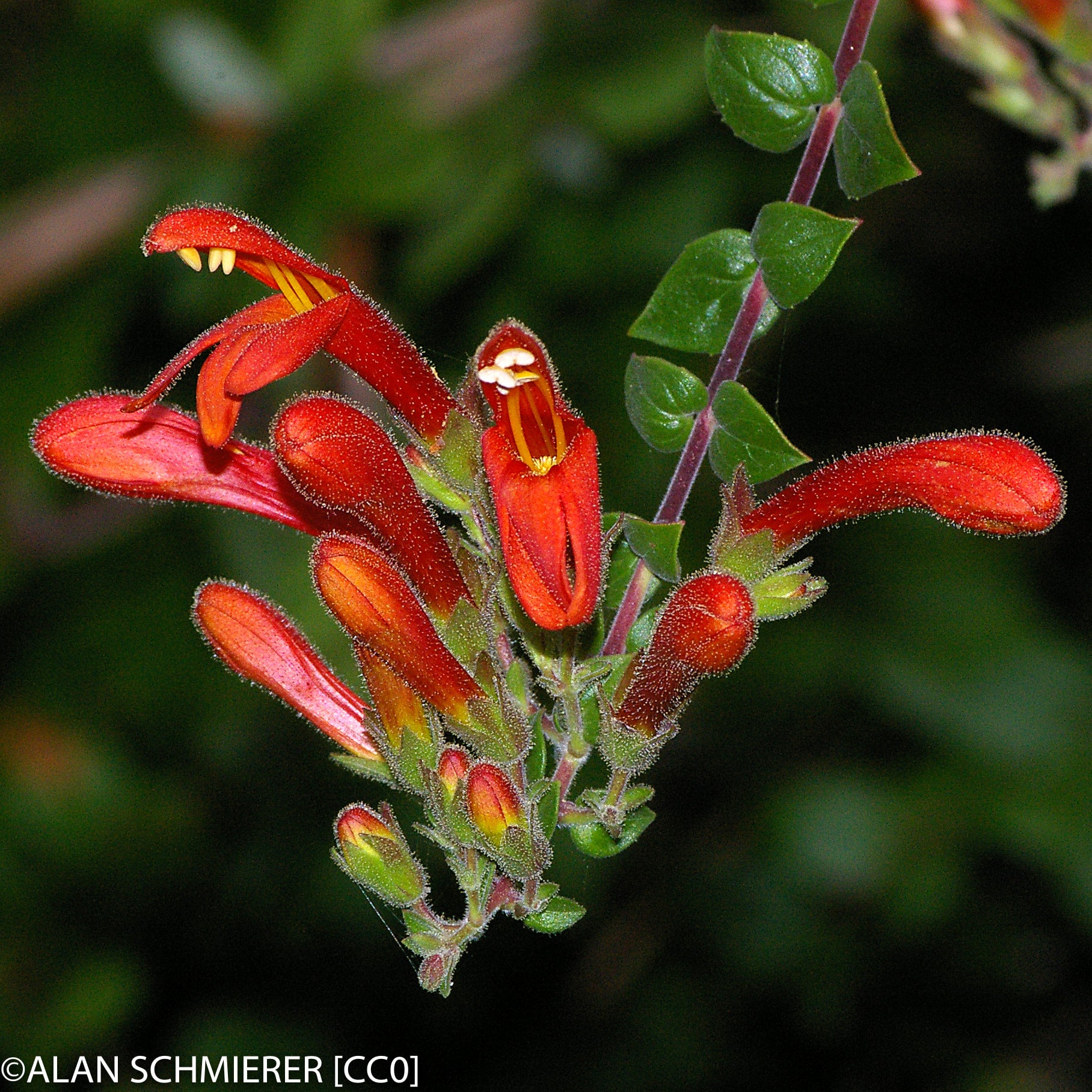 Keckiella cordifolia (Climbing Penstemon) | California Native Seeds ...