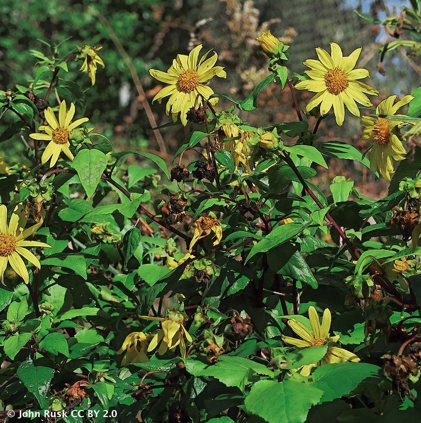 Venegasia carpesioides (Canyon Sunflower) | California Native Seeds ...