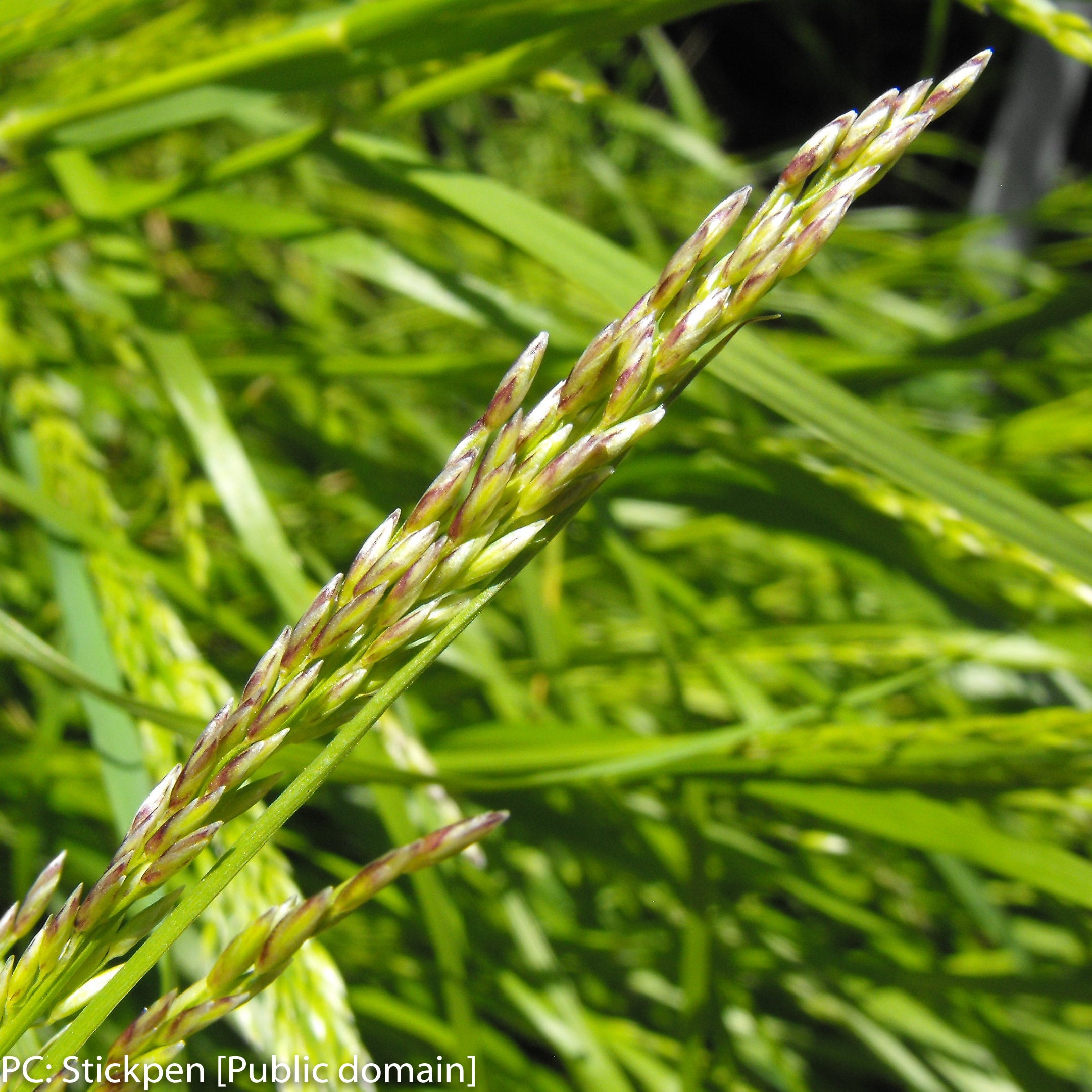 Melica imperfecta (Coast Range Melic Grass) | California Native Seeds ...