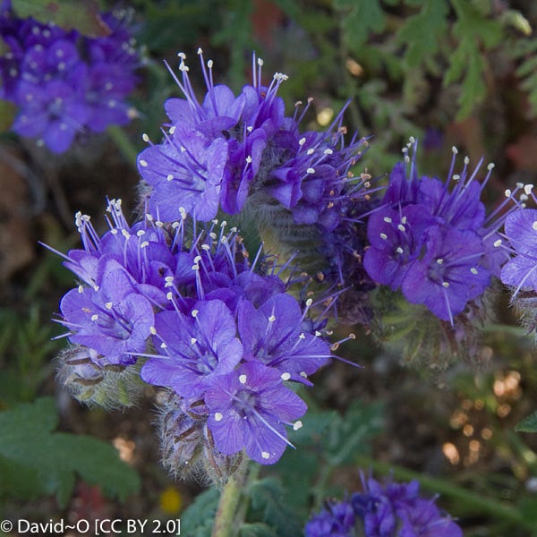 Phacelia distans (Wild Heliotrope) | California Native Seeds from CNPS-SD