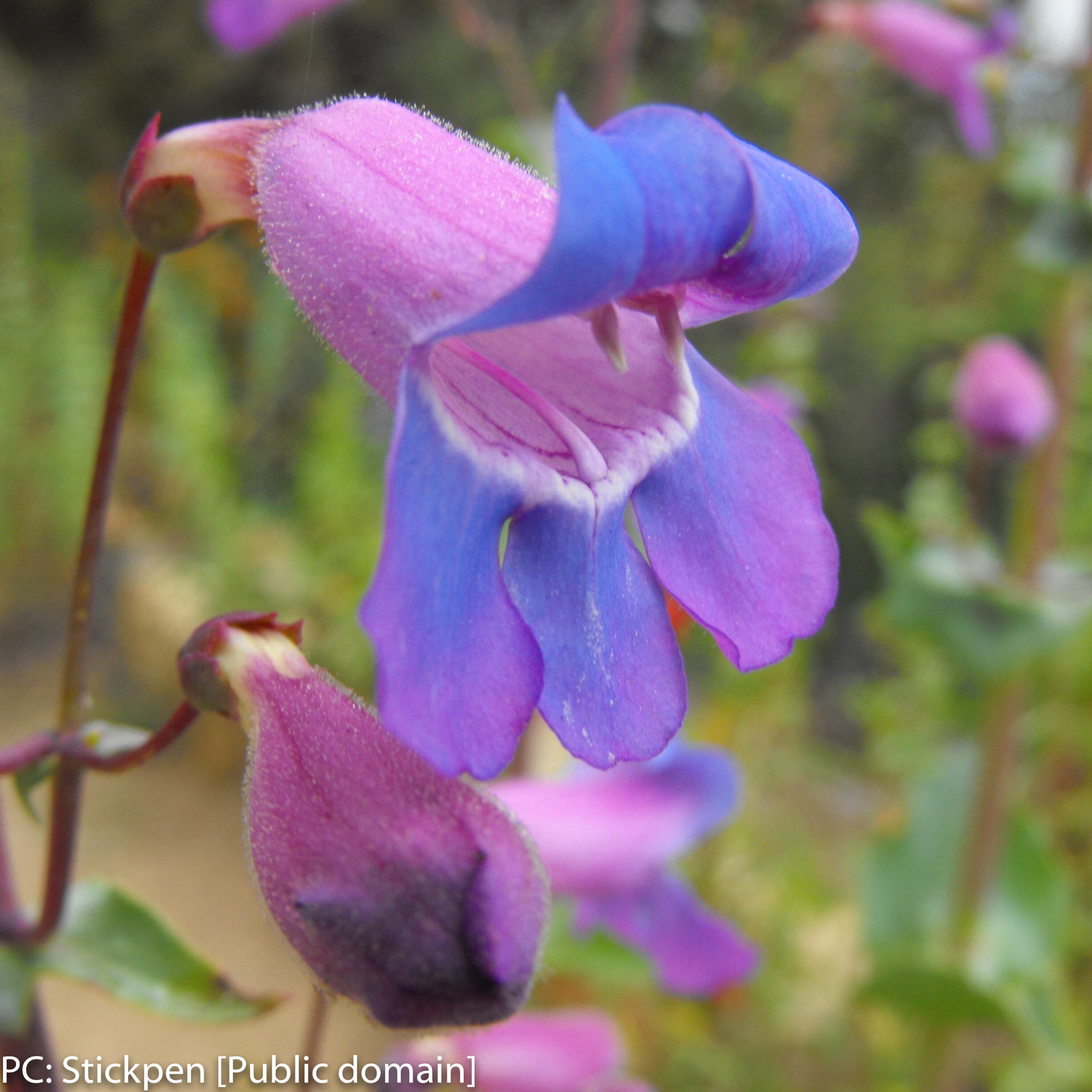 Penstemon spectabilis (Showy Penstemon) | California Native Seeds from ...