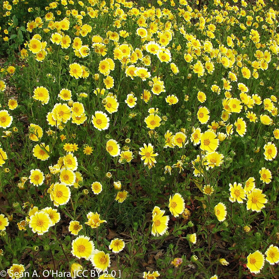 Layia platyglossa (Coastal Tidy Tips) | California Native Seeds from ...