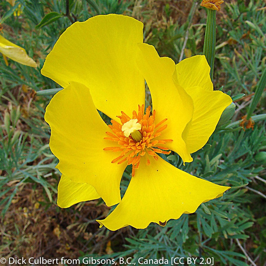Hunnemannia fumariifolia (Mexican Tulip Poppy) | California Native ...