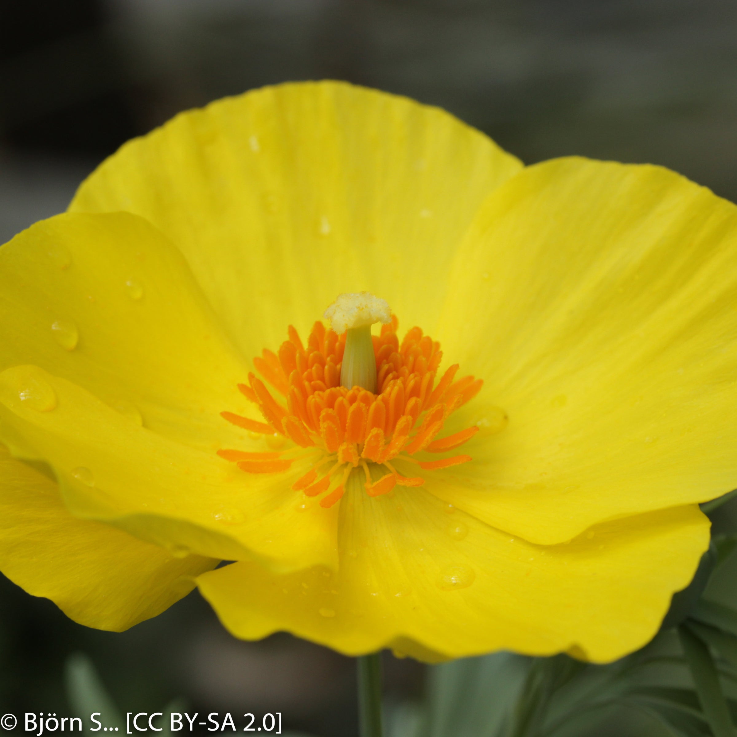 Hunnemannia fumariifolia (Mexican Tulip Poppy) | California Native ...