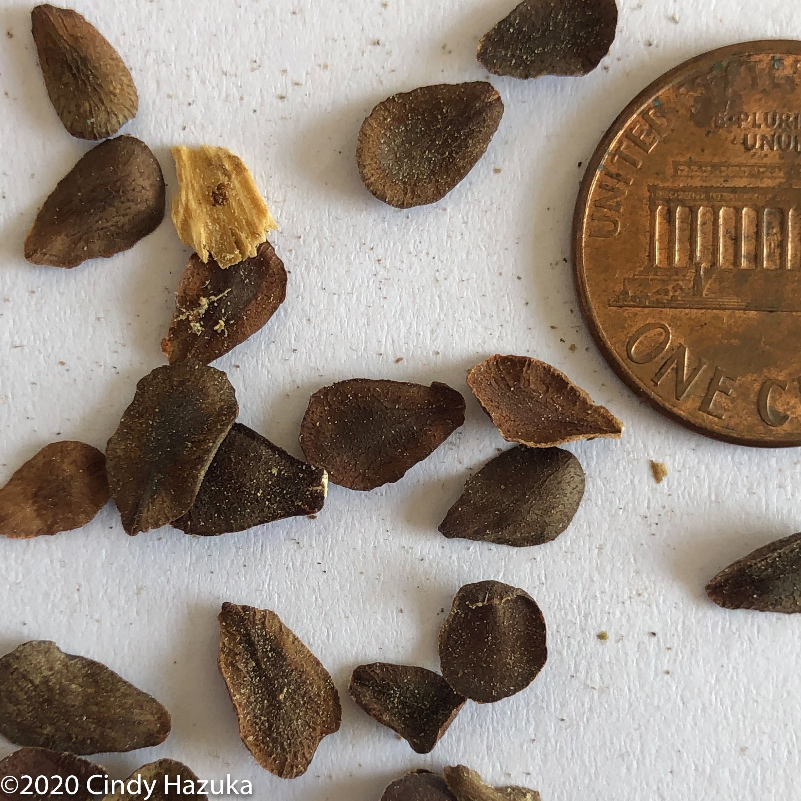 Asclepias eriocarpa (Kotolo Milkweed) | California Native Seeds from ...