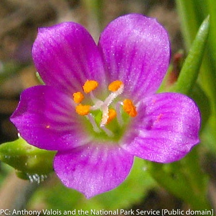 Calandrinia menziesii (Red Maids) | California Native Seeds from CNPS-SD