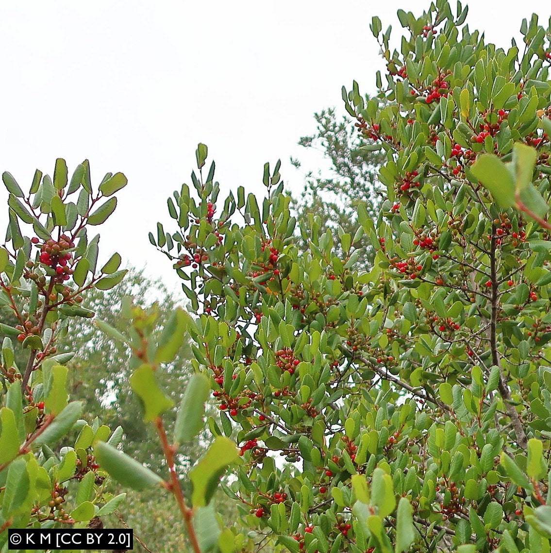 Rhamnus ilicifolia (Hollyleaf Redberry) | California Native Seeds from ...