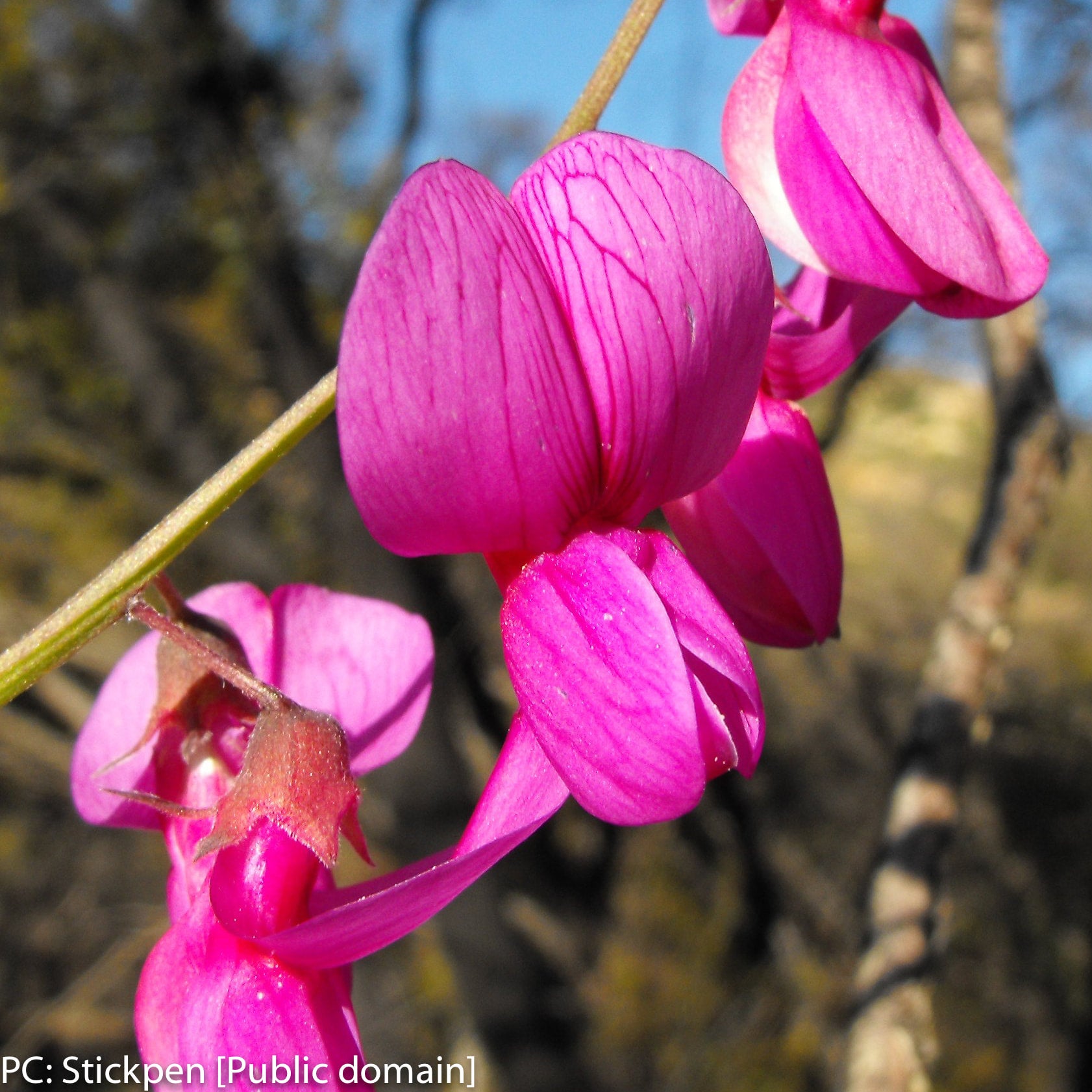 Lathyrus vestitus (Common Pacific Pea) | California Native Seeds from ...